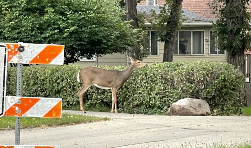 Urban deer | News, Sports, Jobs - Messenger News